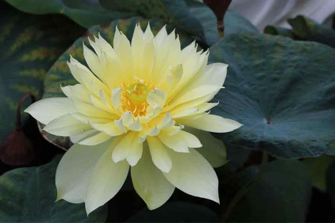 Sư Trưởng Thích Nữ Diệu Tịnh - Đặc san Hoa Đàm